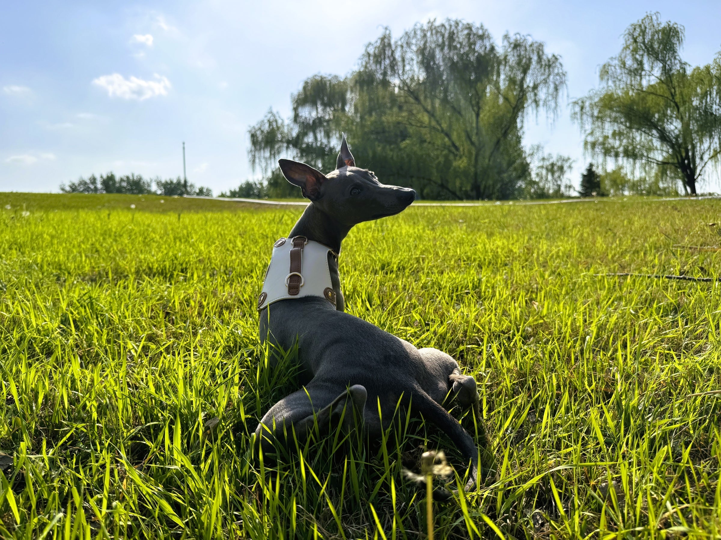Enhancing Your Pet's Look and Mood with Stylish Harnesses – PetLiveliest